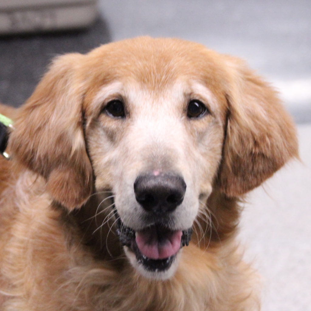 Rusty - As Good As Gold - Golden Retriever Rescue of Illinois