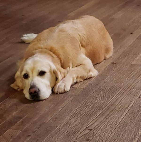 Sandy - As Good As Gold - Golden Retriever Rescue of Illinois