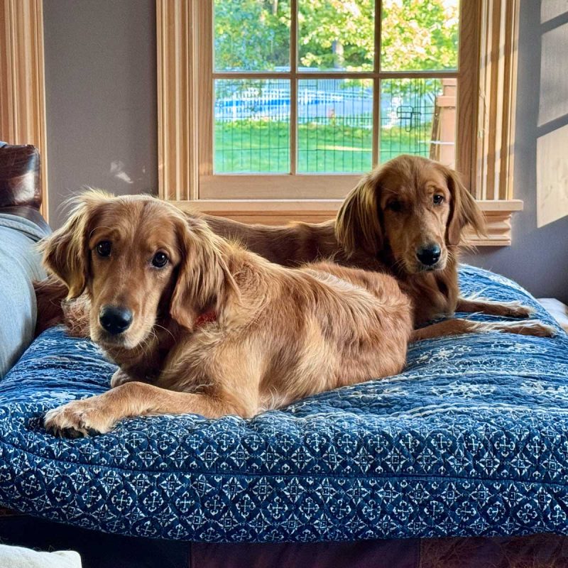 Amos - As Good As Gold - Golden Retriever Rescue of Illinois