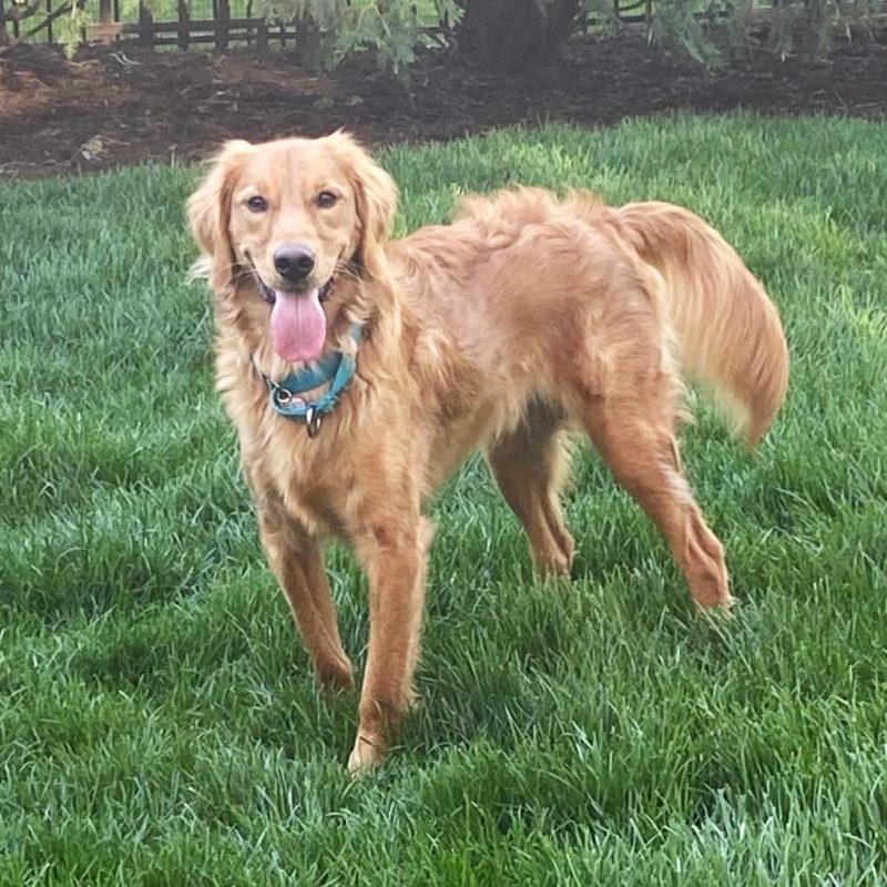 As Good as Gold - Golden Retriever Rescue of Illinois