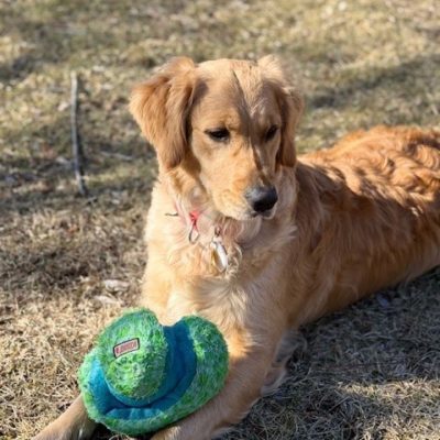 As Good as Gold - Golden Retriever Rescue of Illinois