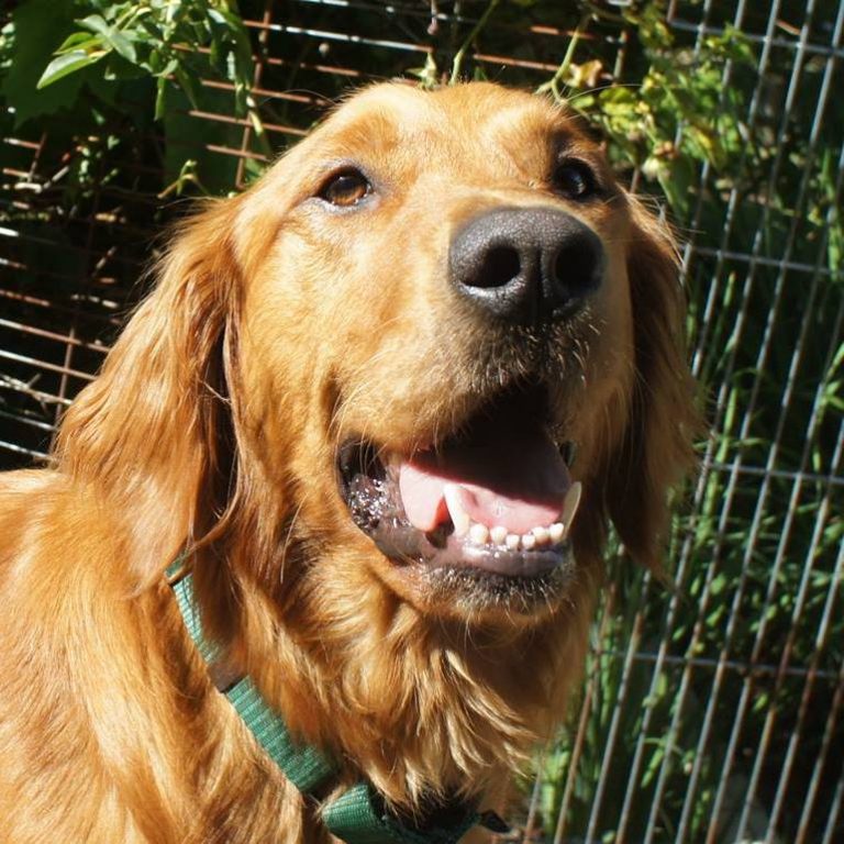 Coco - As Good As Gold - Golden Retriever Rescue of Illinois