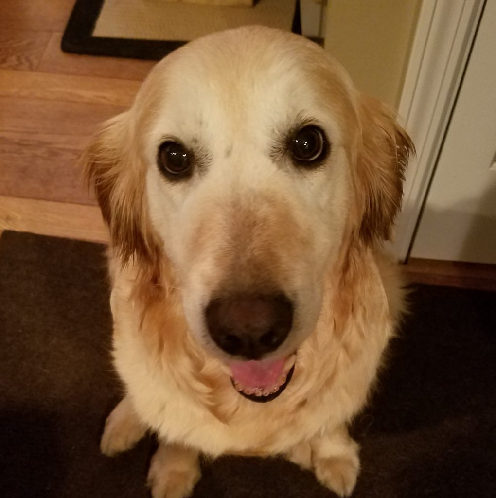 Ruby - As Good As Gold - Golden Retriever Rescue of Illinois